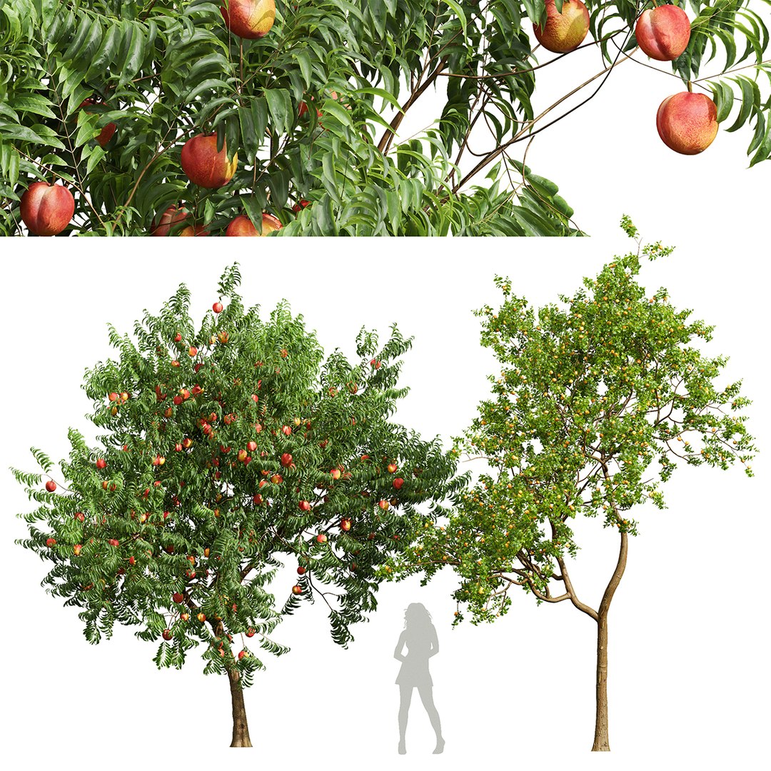 6 Different SETS Of Tree Set Vol 20 3D Model - TurboSquid 2155436