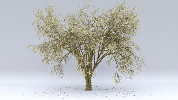 Almond Tree 3D Models for Download | TurboSquid