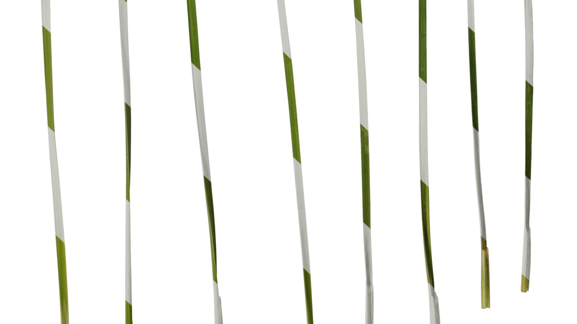 3D Anydrafts Hemerocallis Citrina Leaf 01 Textures Model - TurboSquid ...