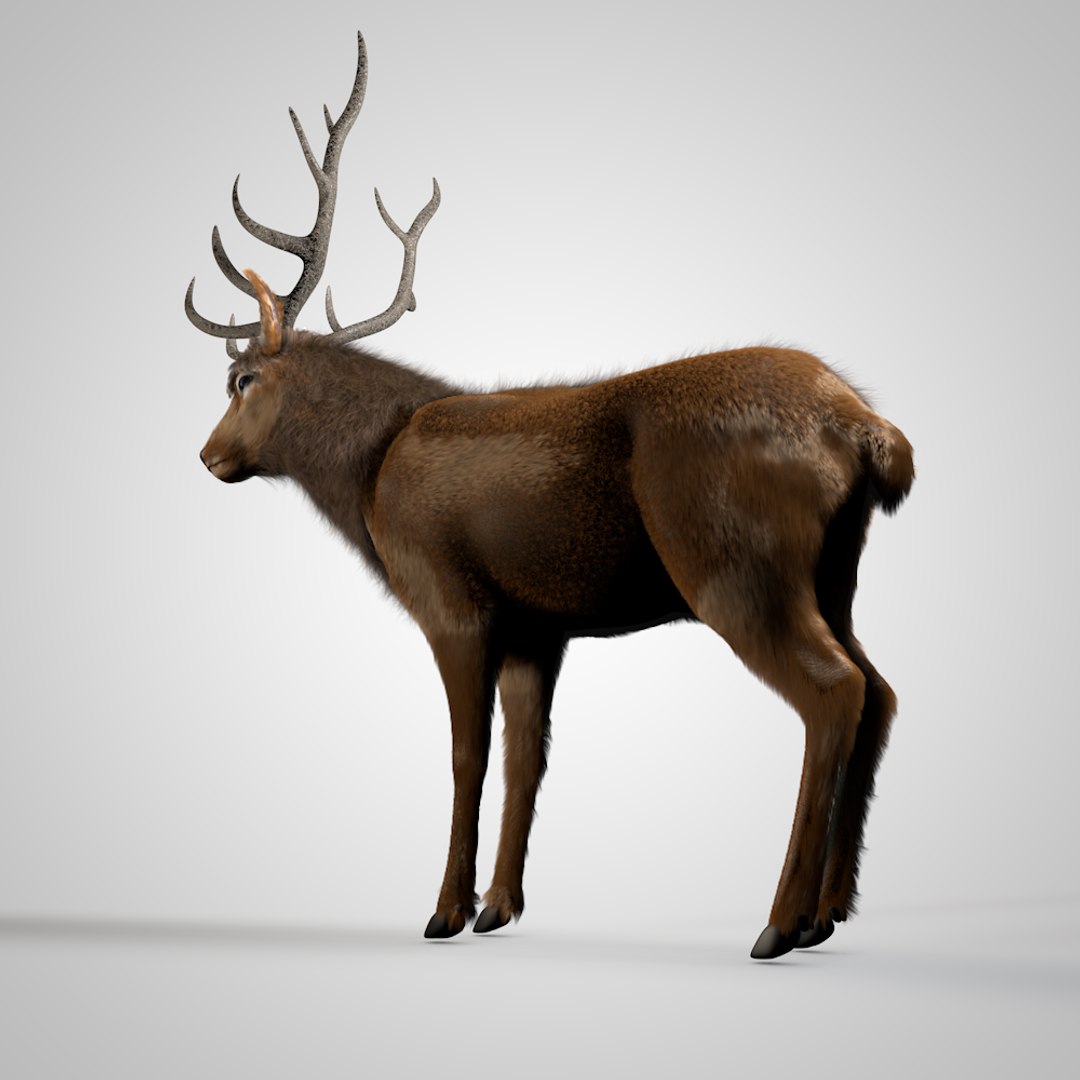 Deer Stag 3d Model