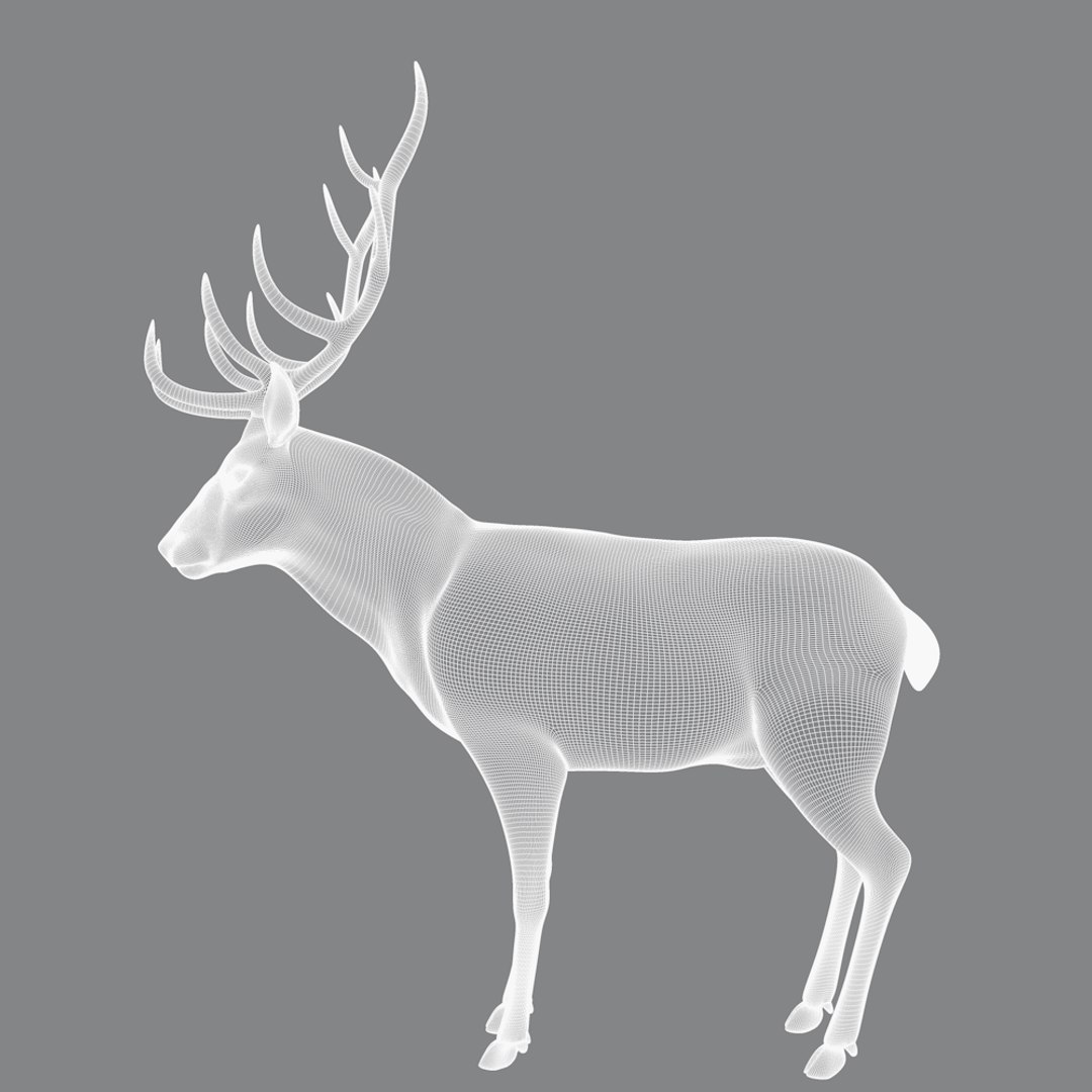 Deer Stag 3d Model