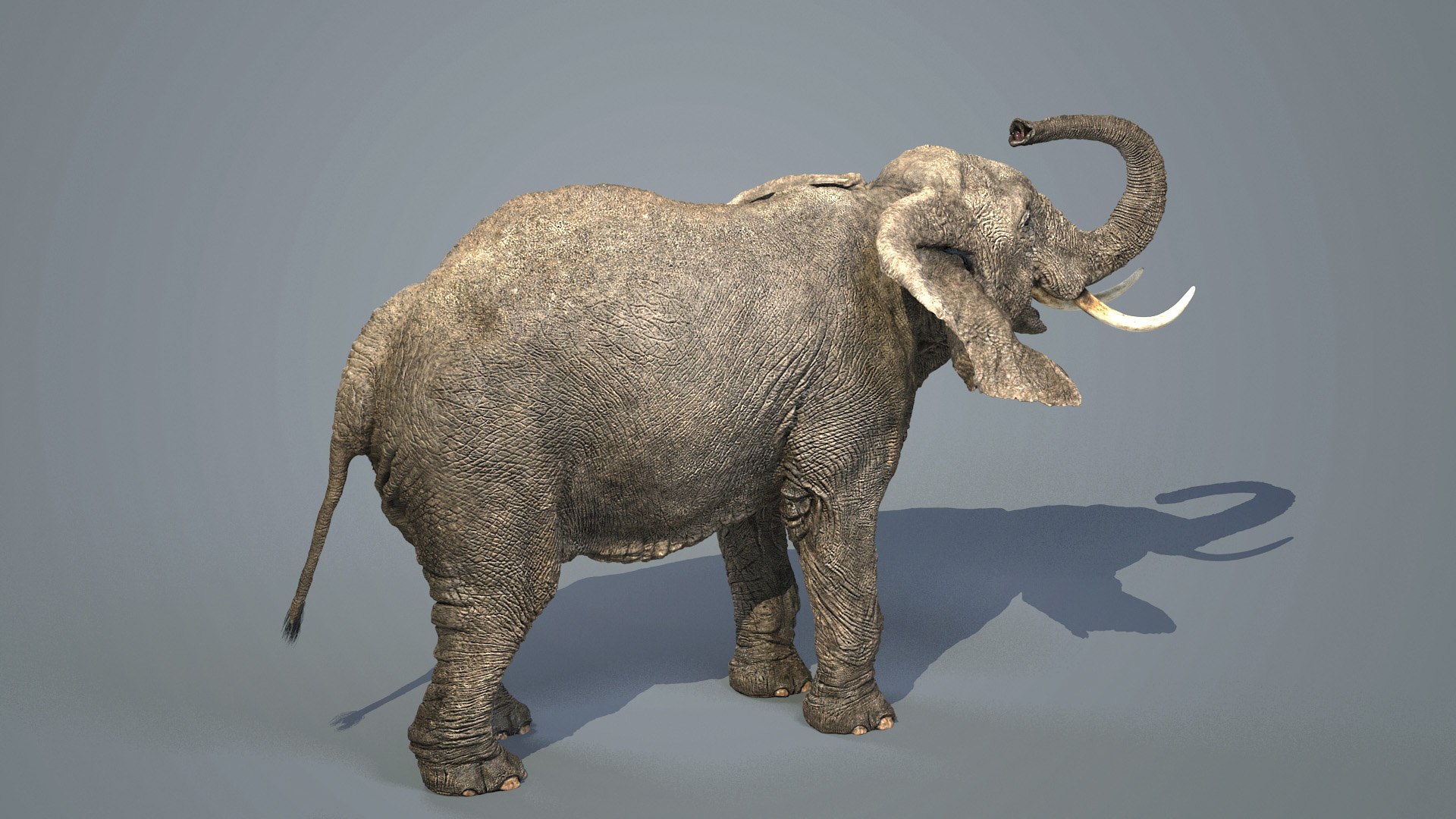 Photorealistic Elephant Walk Model - TurboSquid 1326432