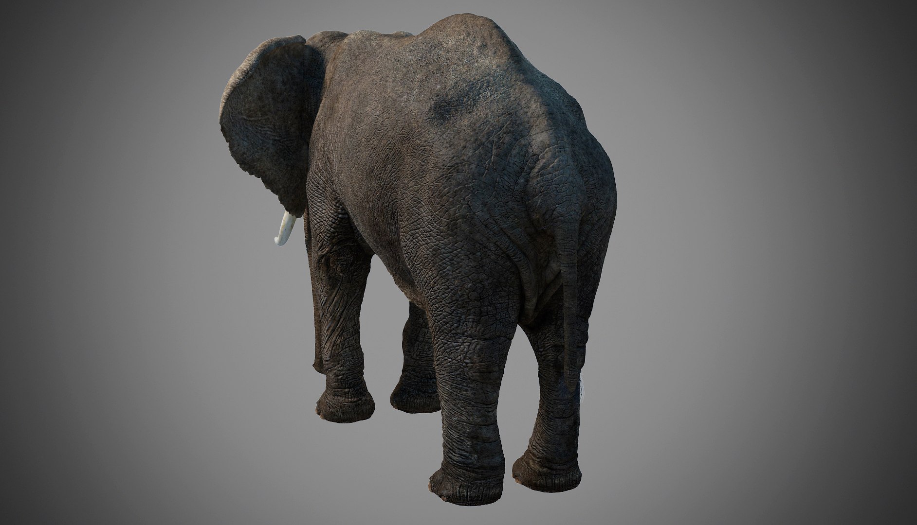 Photorealistic Elephant Walk Model - TurboSquid 1326432