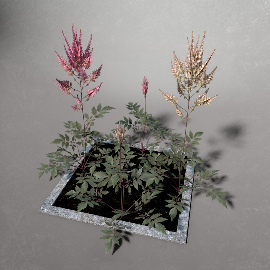 3d Flower Springtime Astilbe