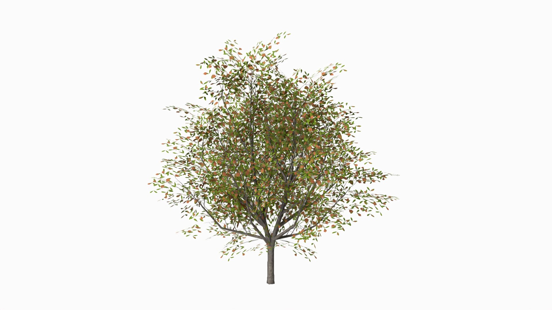 3D Medlar Fruits Model - TurboSquid 1620159