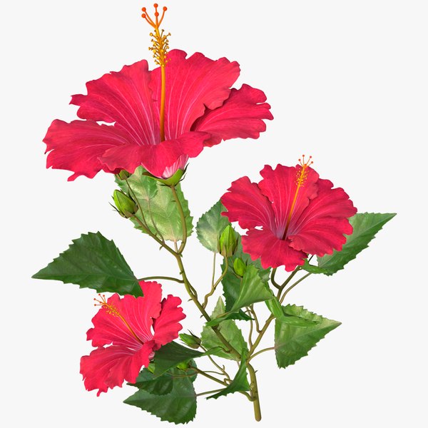 3D Hibiscus Models | TurboSquid