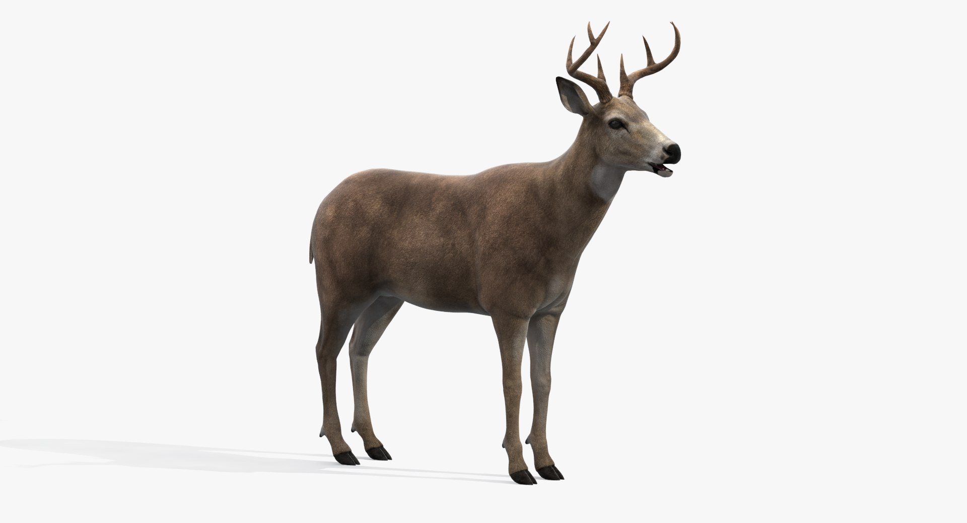 deer 3d model