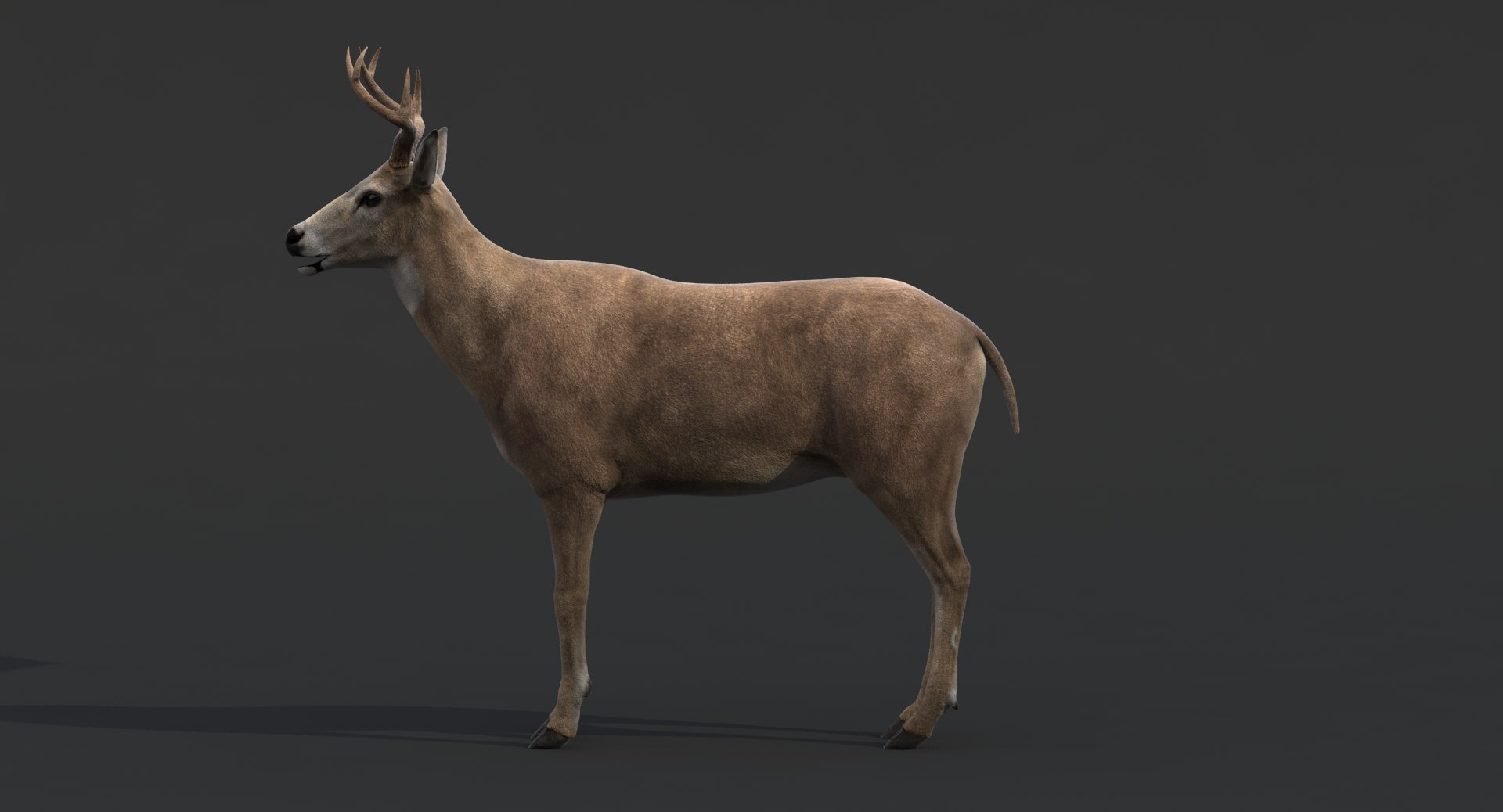 deer 3d model