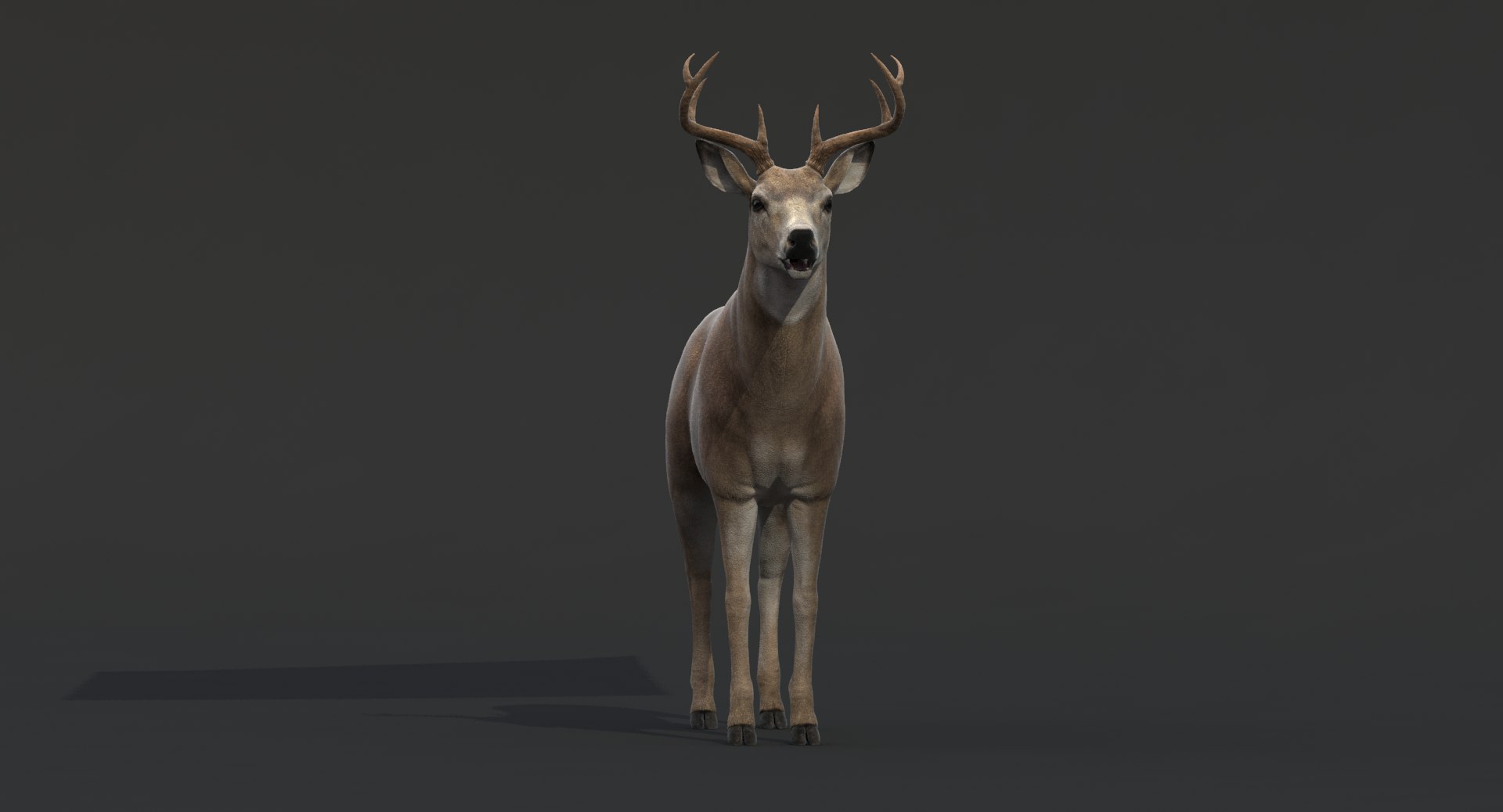 deer 3d model