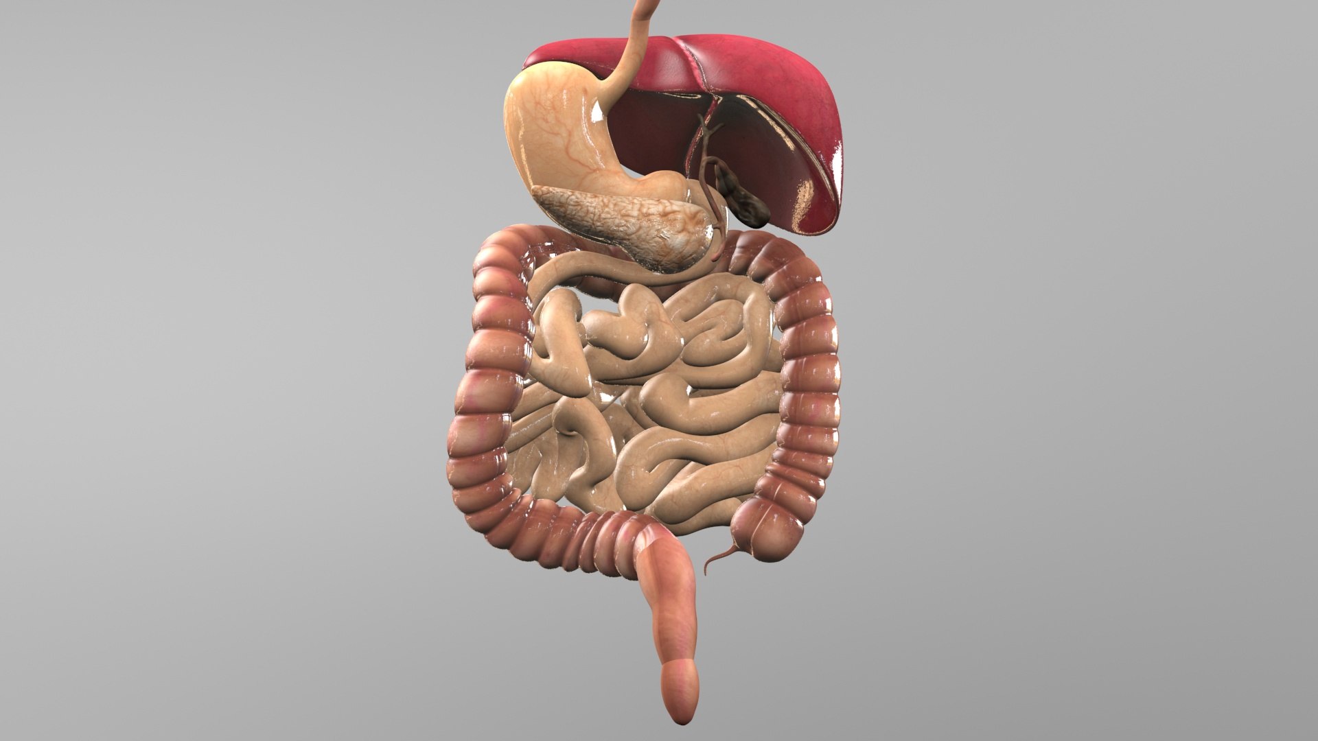 3D Human Digestive System Detachable Model - TurboSquid 2278775