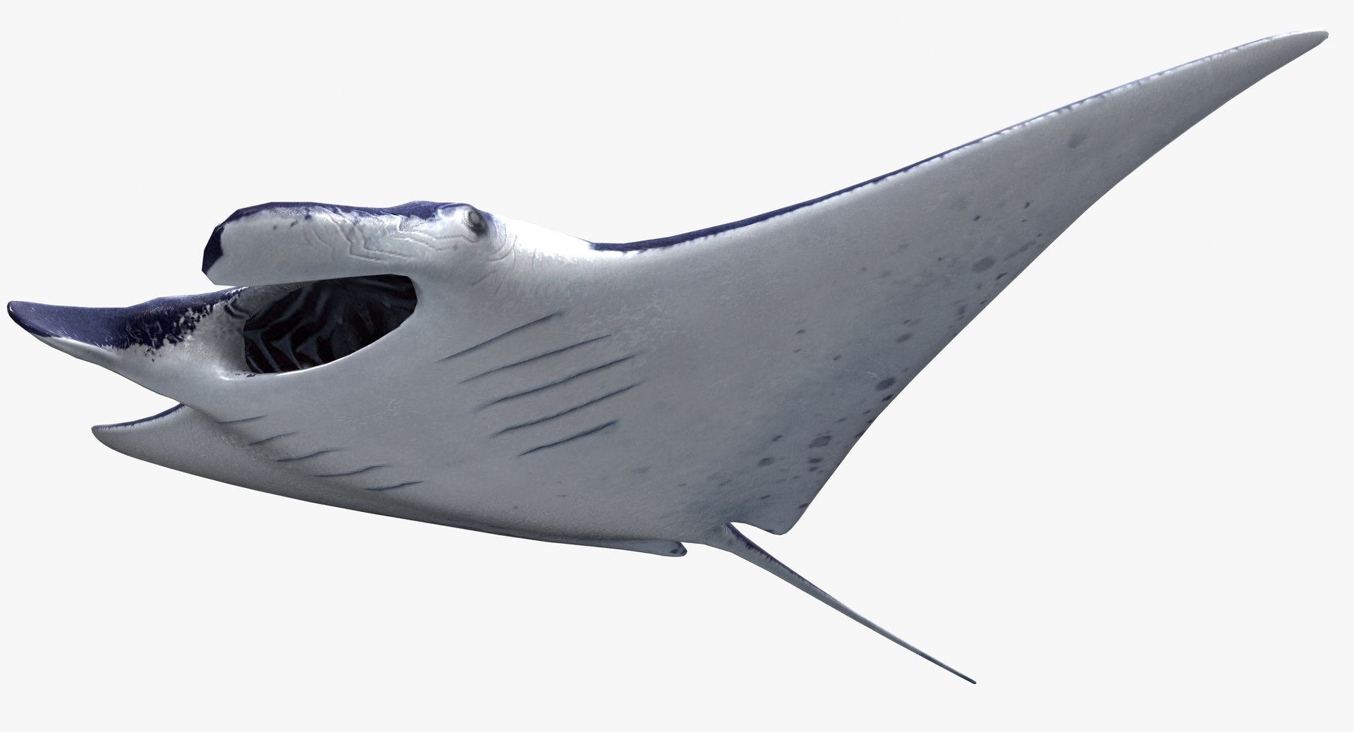 3d Manta
