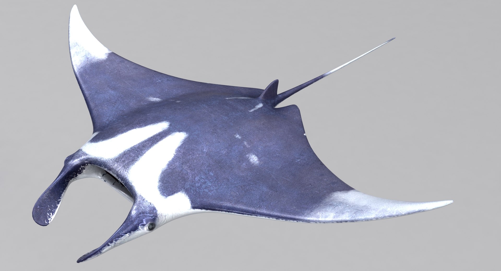 3d Manta