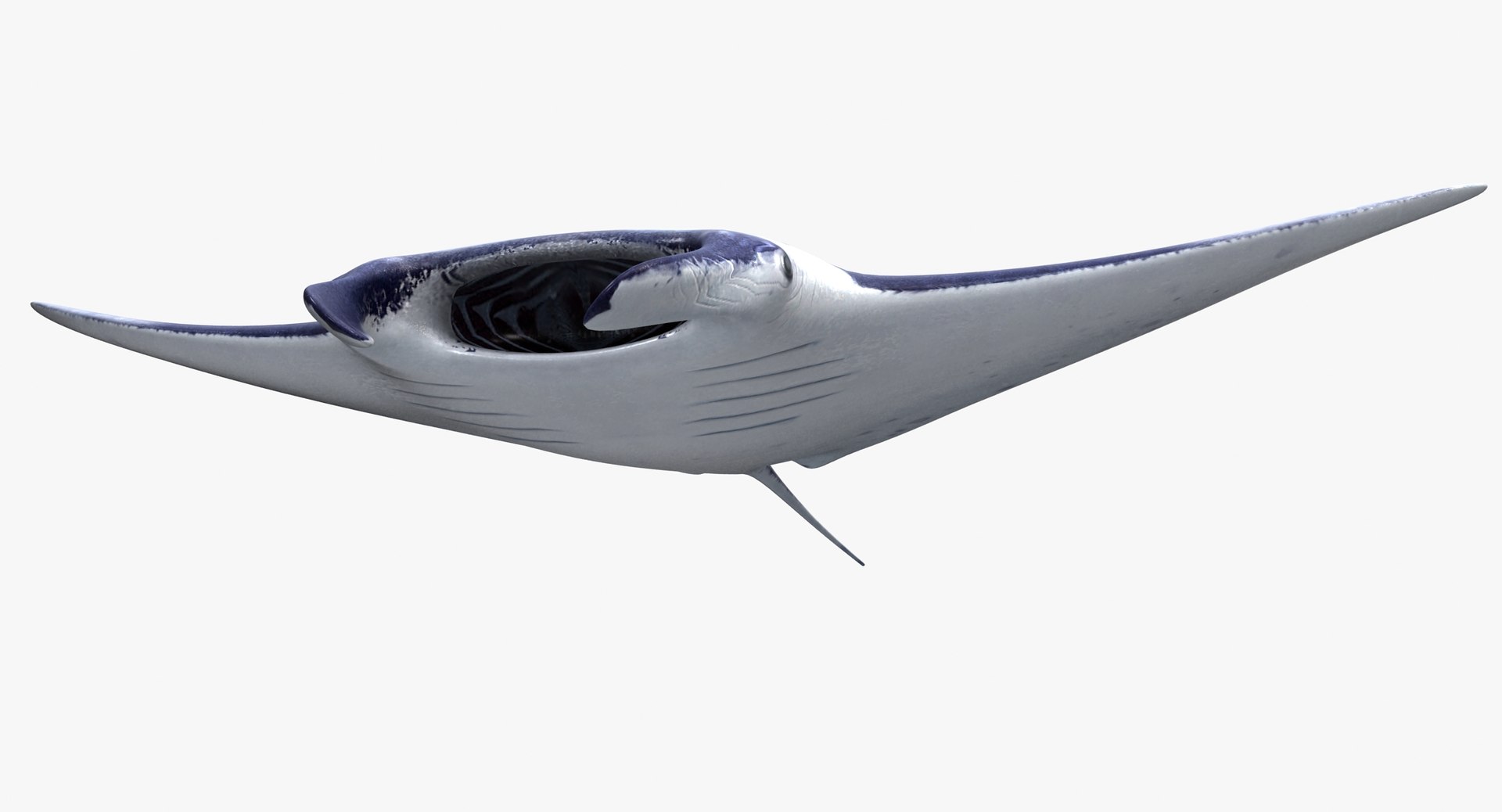 3d Manta
