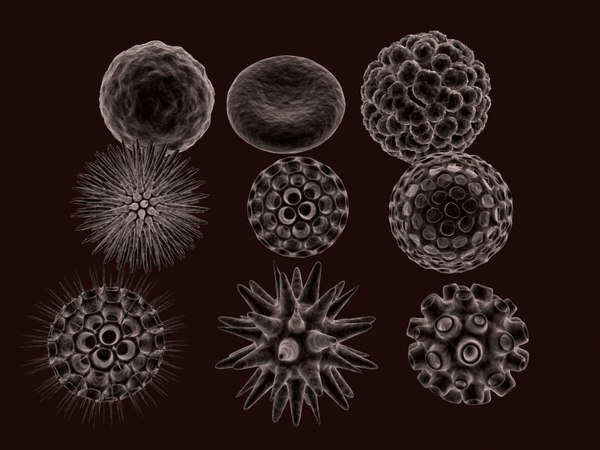 Pollen 3D Models for Download | TurboSquid