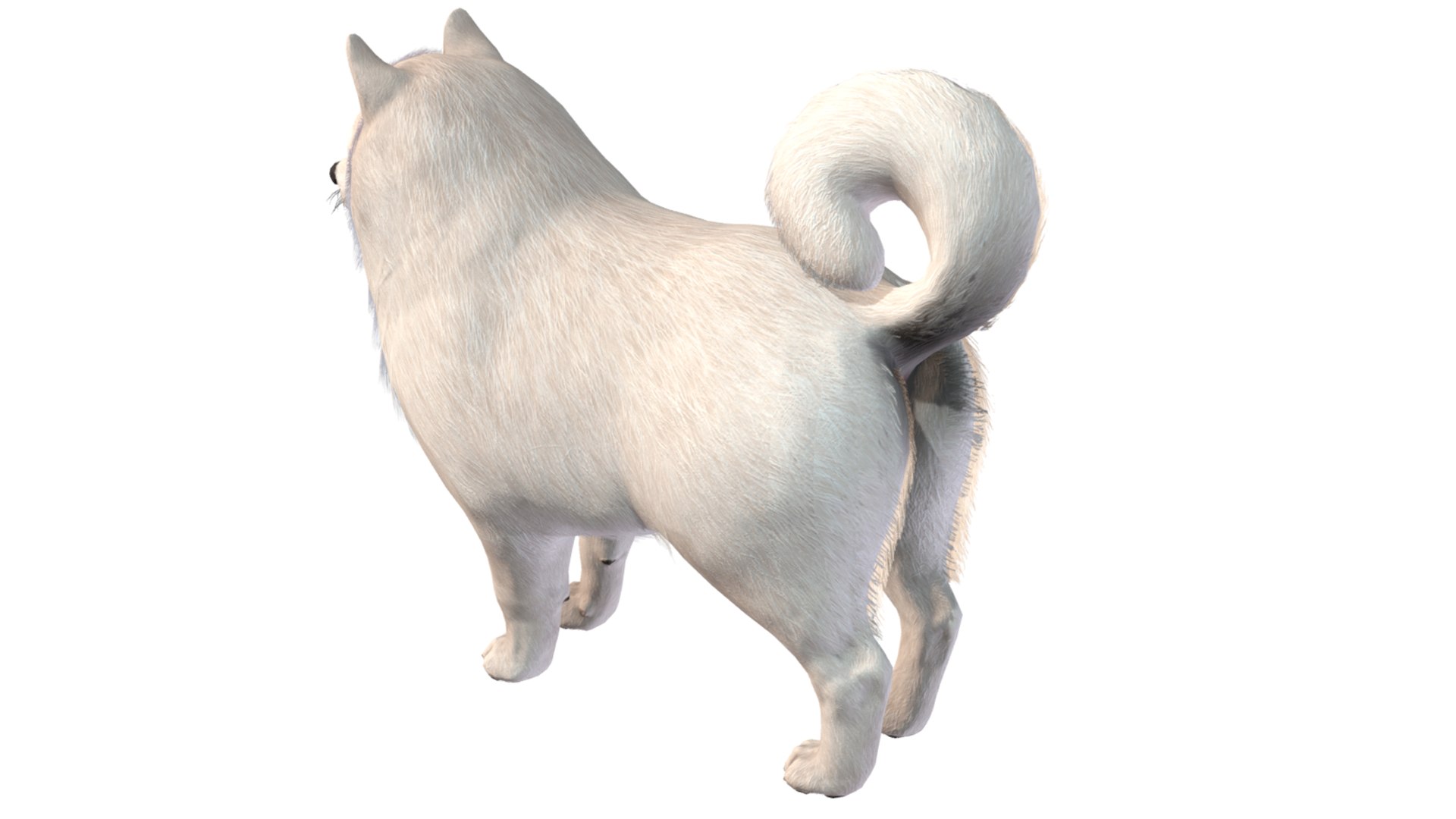 3D Dog - Spitz - TurboSquid 1895248