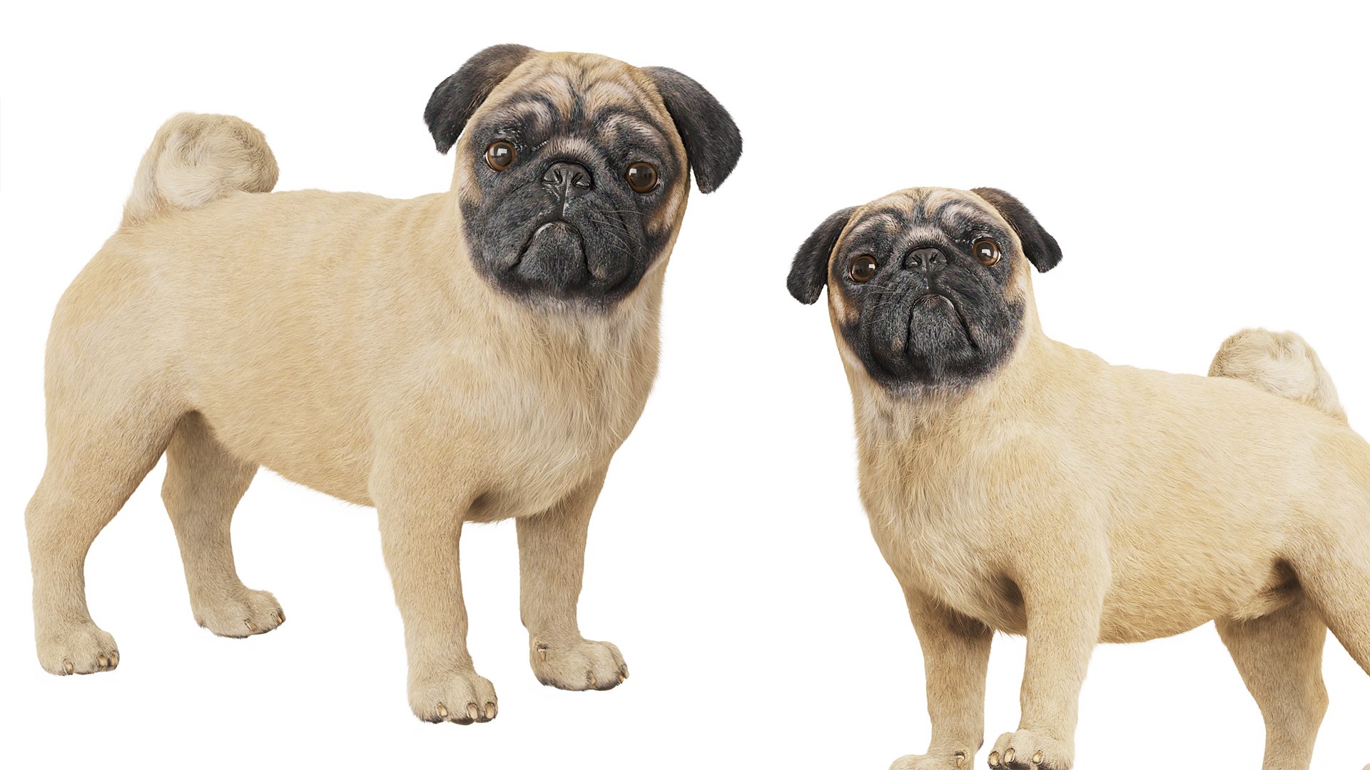 Realistic 3D Model Of A Pug Dog 3D Model - TurboSquid 2254856