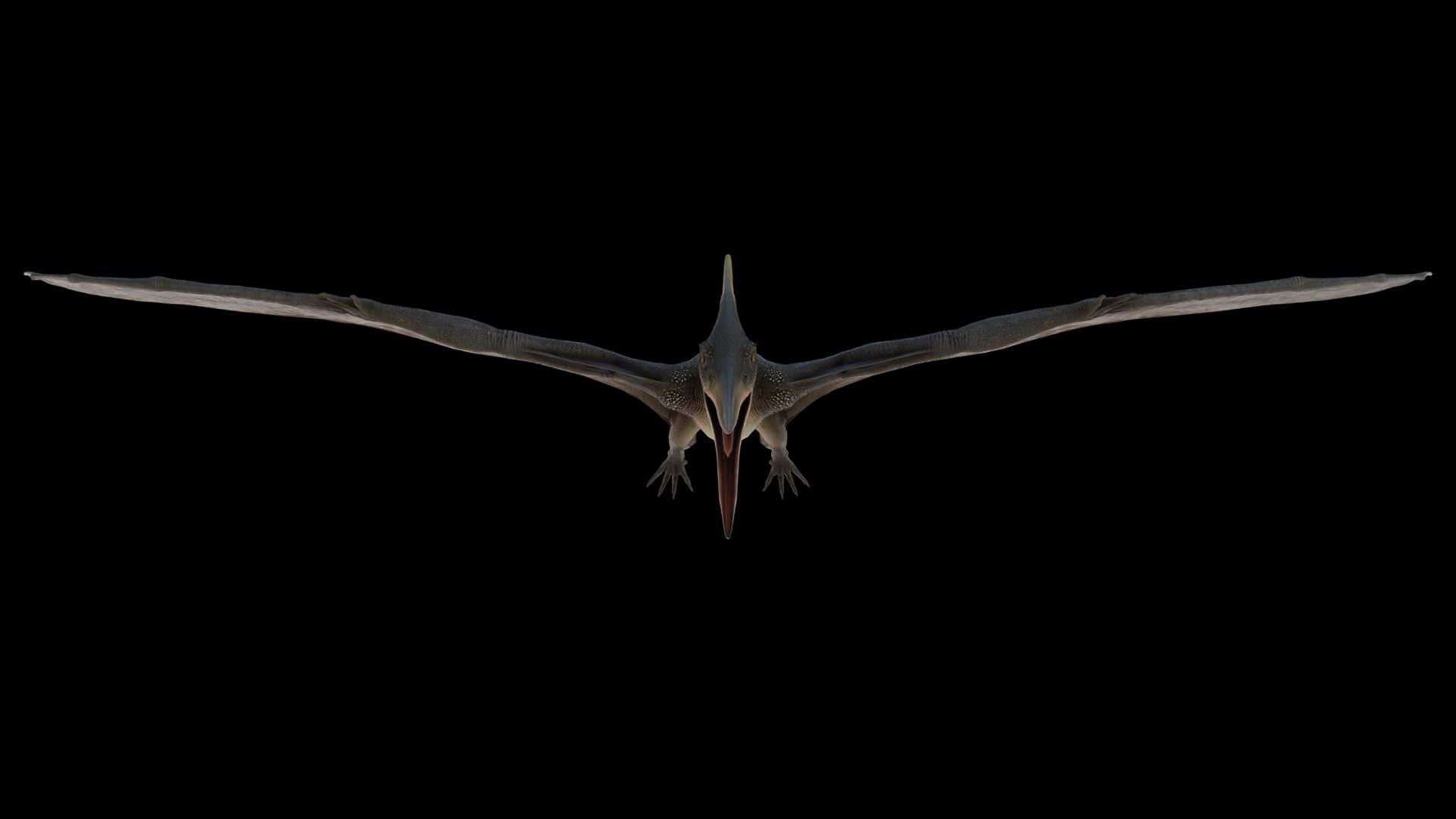 3d Model Pteranodon Turbosquid 2074427