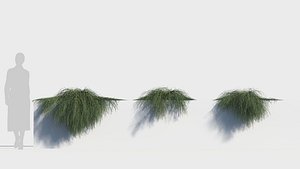 Feather Plant 3D Models for Download | TurboSquid