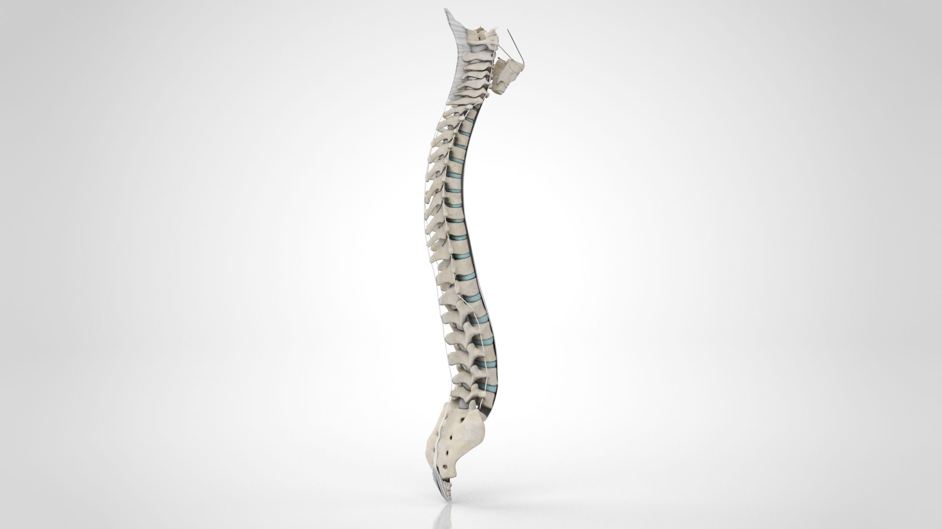Vertebral Column Model - TurboSquid 1815305
