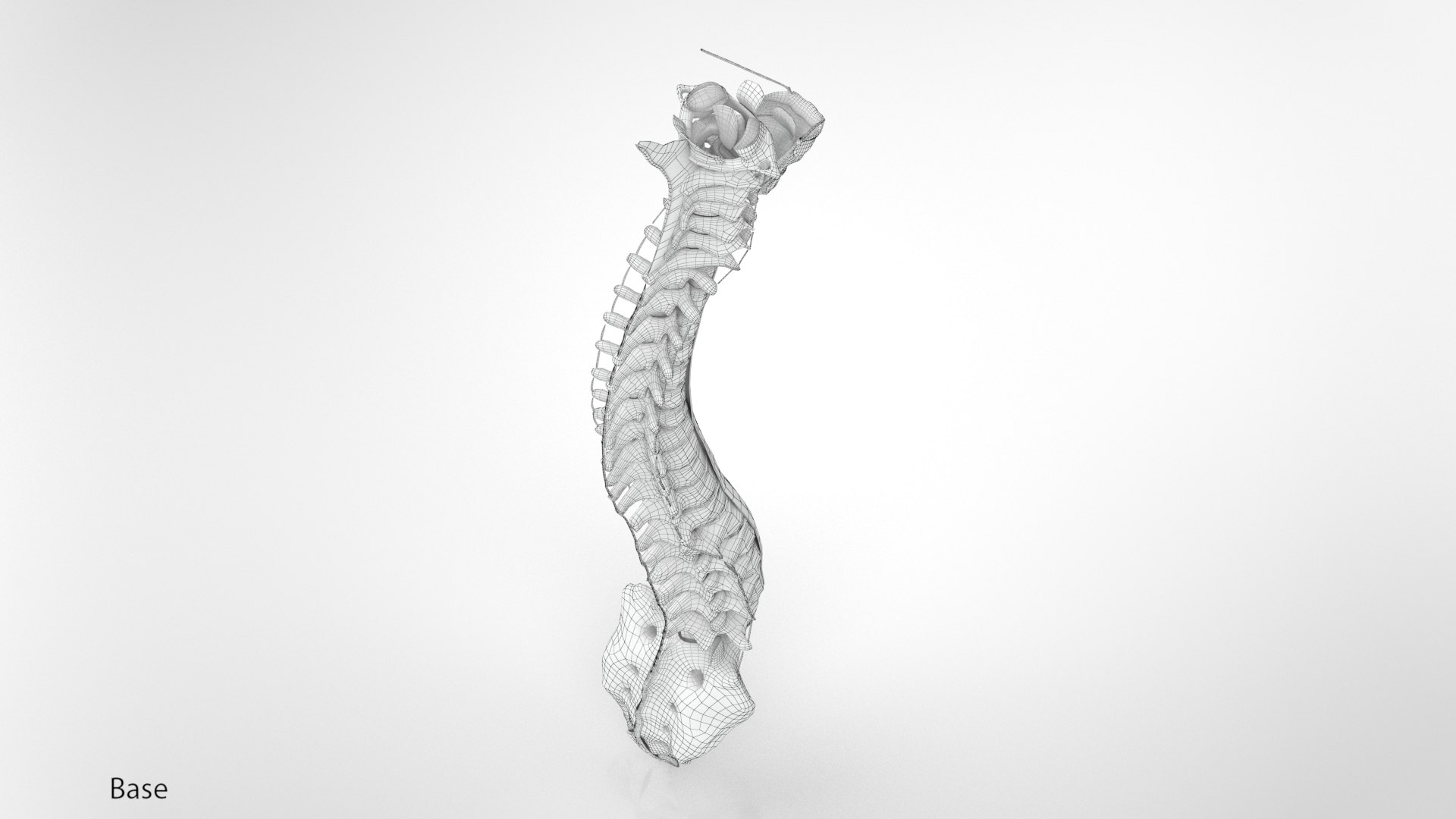 Vertebral Column Model - TurboSquid 1815305