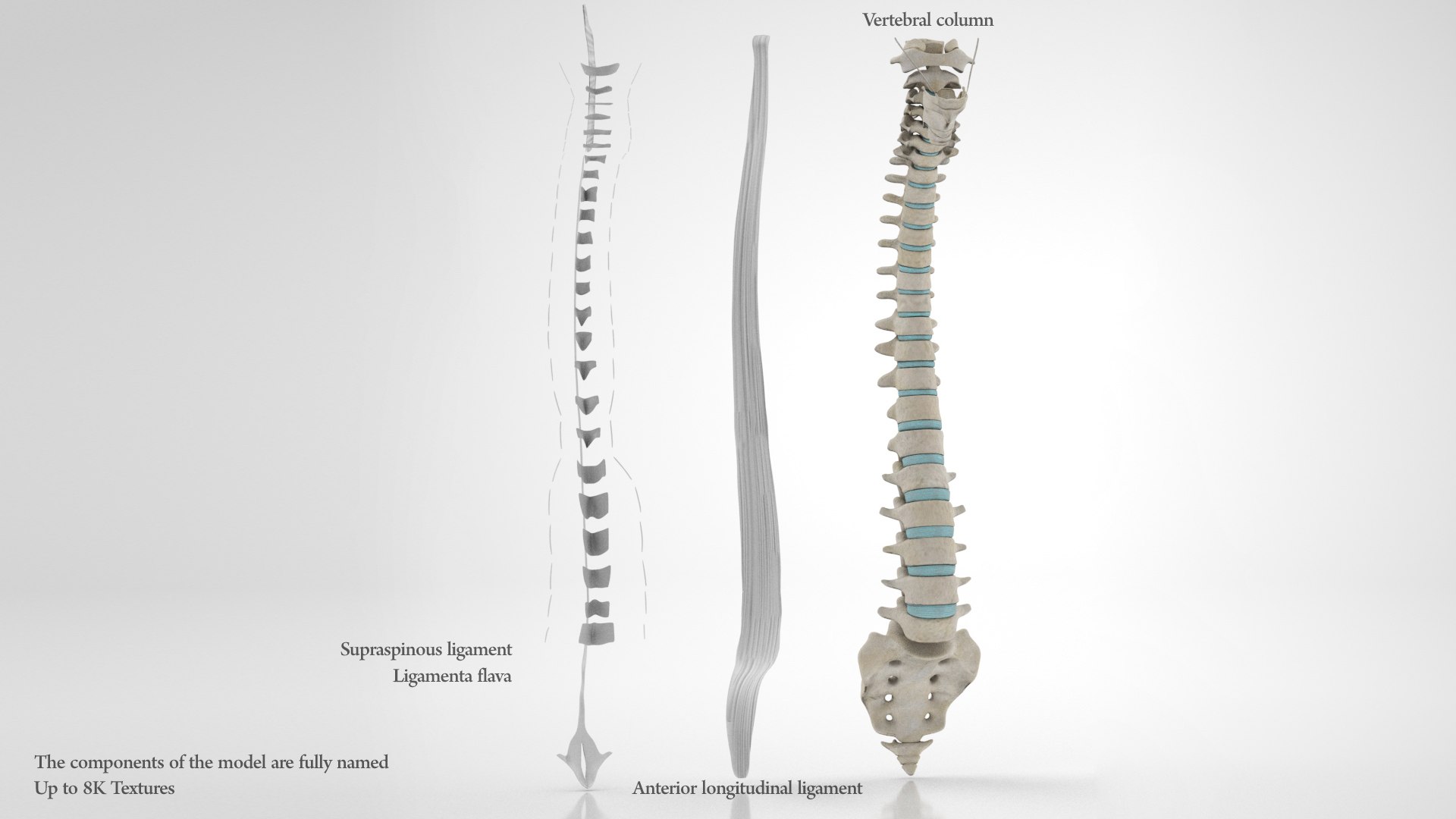 Vertebral column model - TurboSquid 1815305