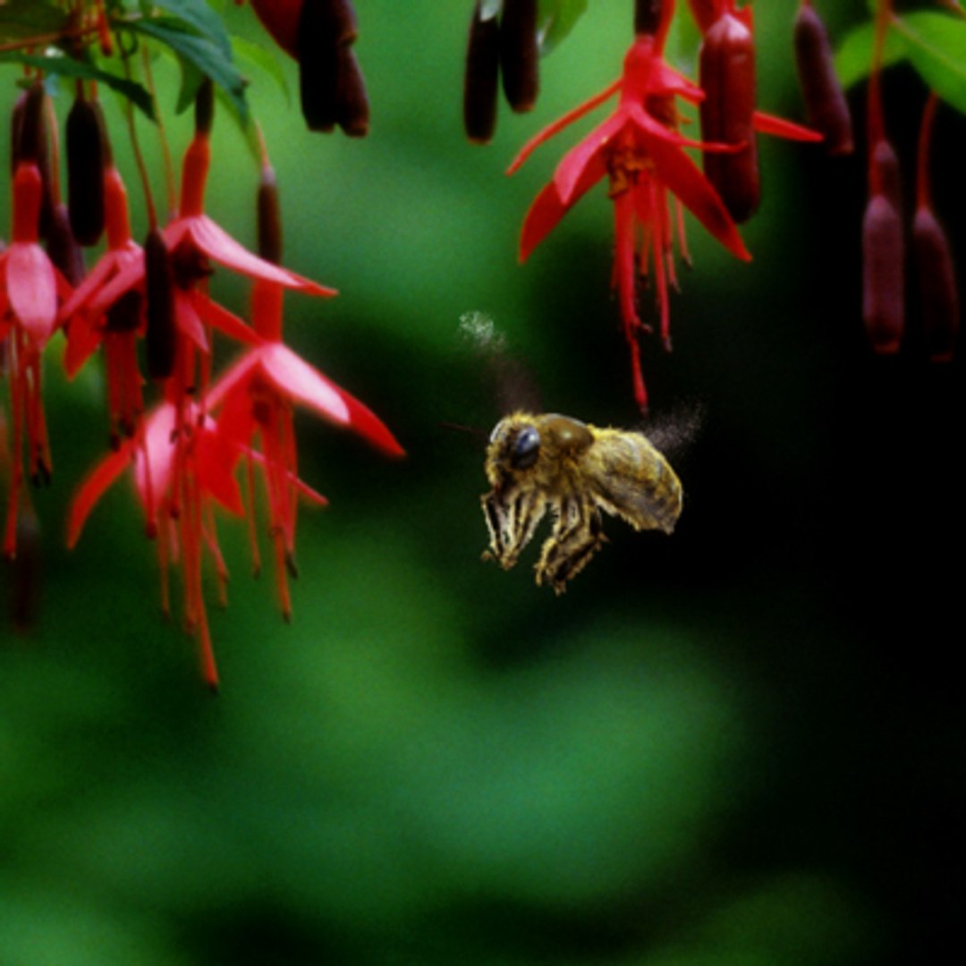 3D Honey Bee Model - TurboSquid 268420