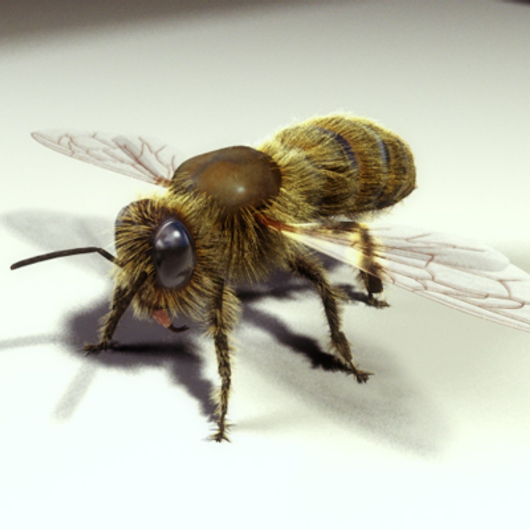 3D Honey Bee Model - TurboSquid 268420