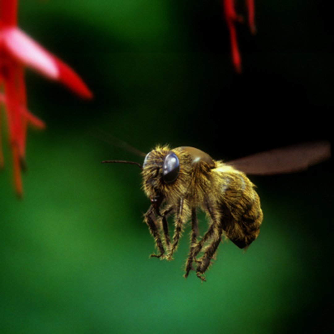 3D Honey Bee Model - TurboSquid 268420