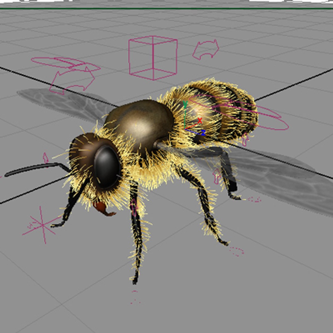 3D Honey Bee Model - TurboSquid 268420