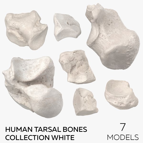 3D Tarsal Models | TurboSquid
