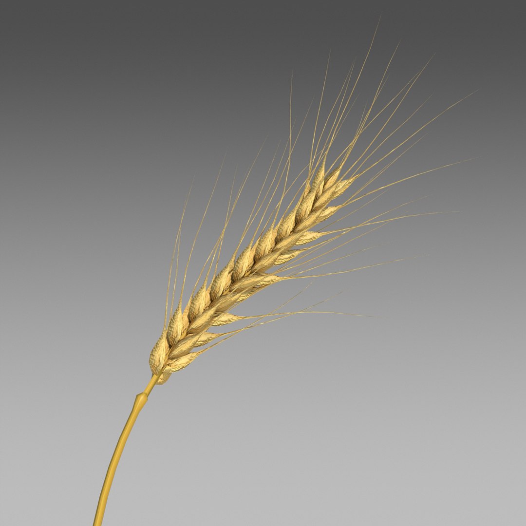 3d 18 wheat