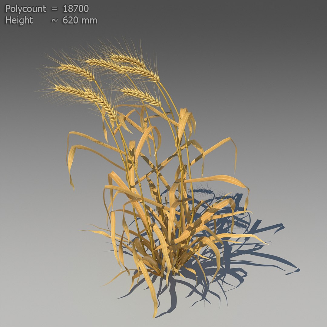 3d 18 wheat