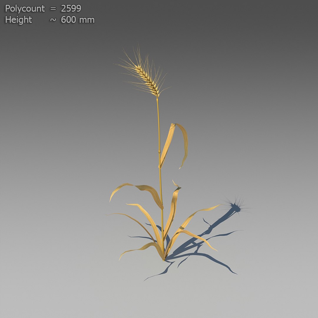 3d 18 wheat