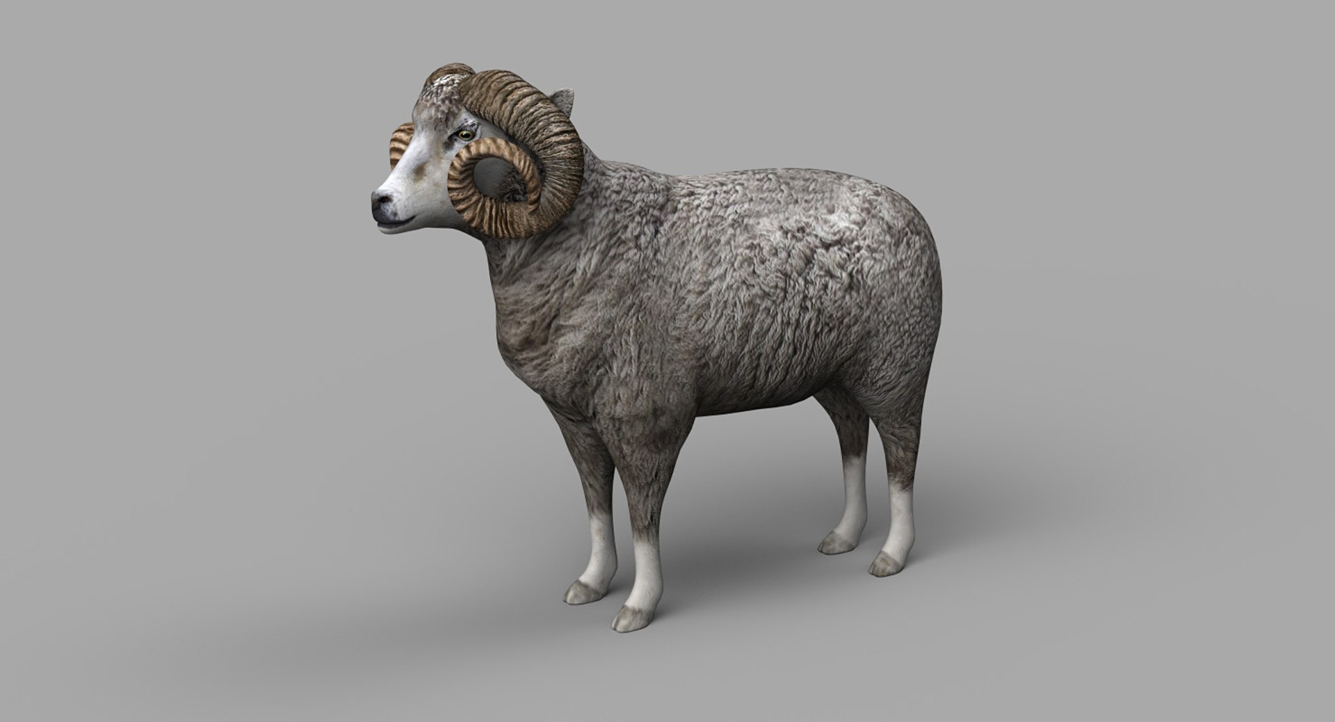 3d Ram Model
