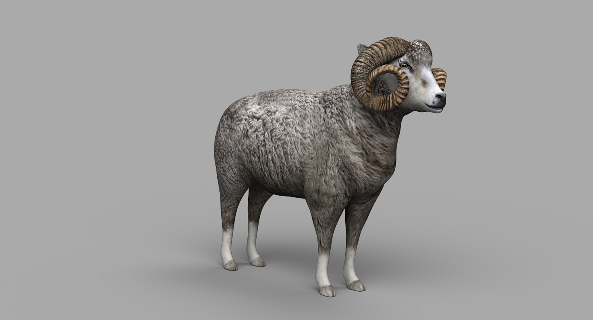 3d Ram Model