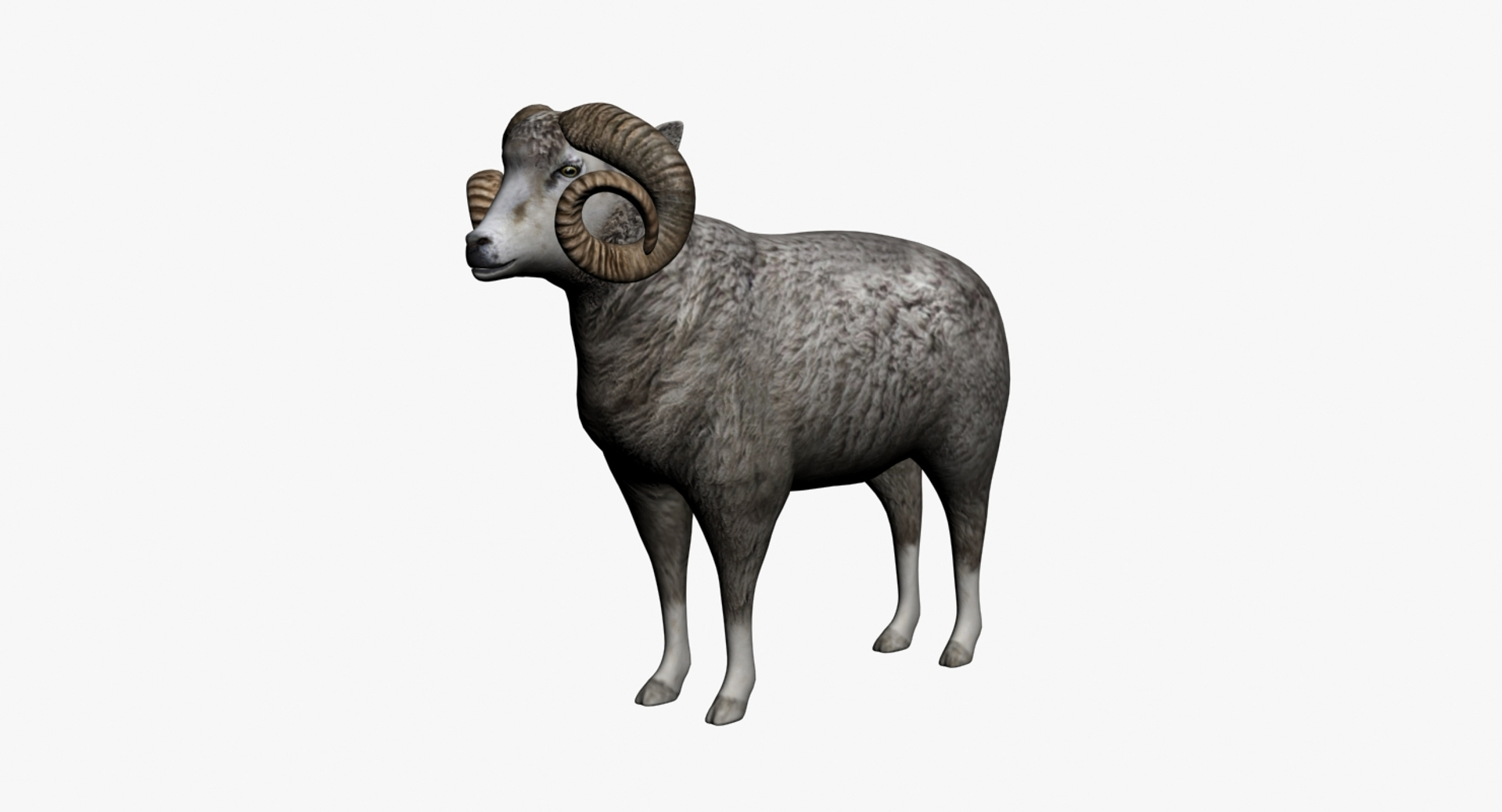 3d Ram Model