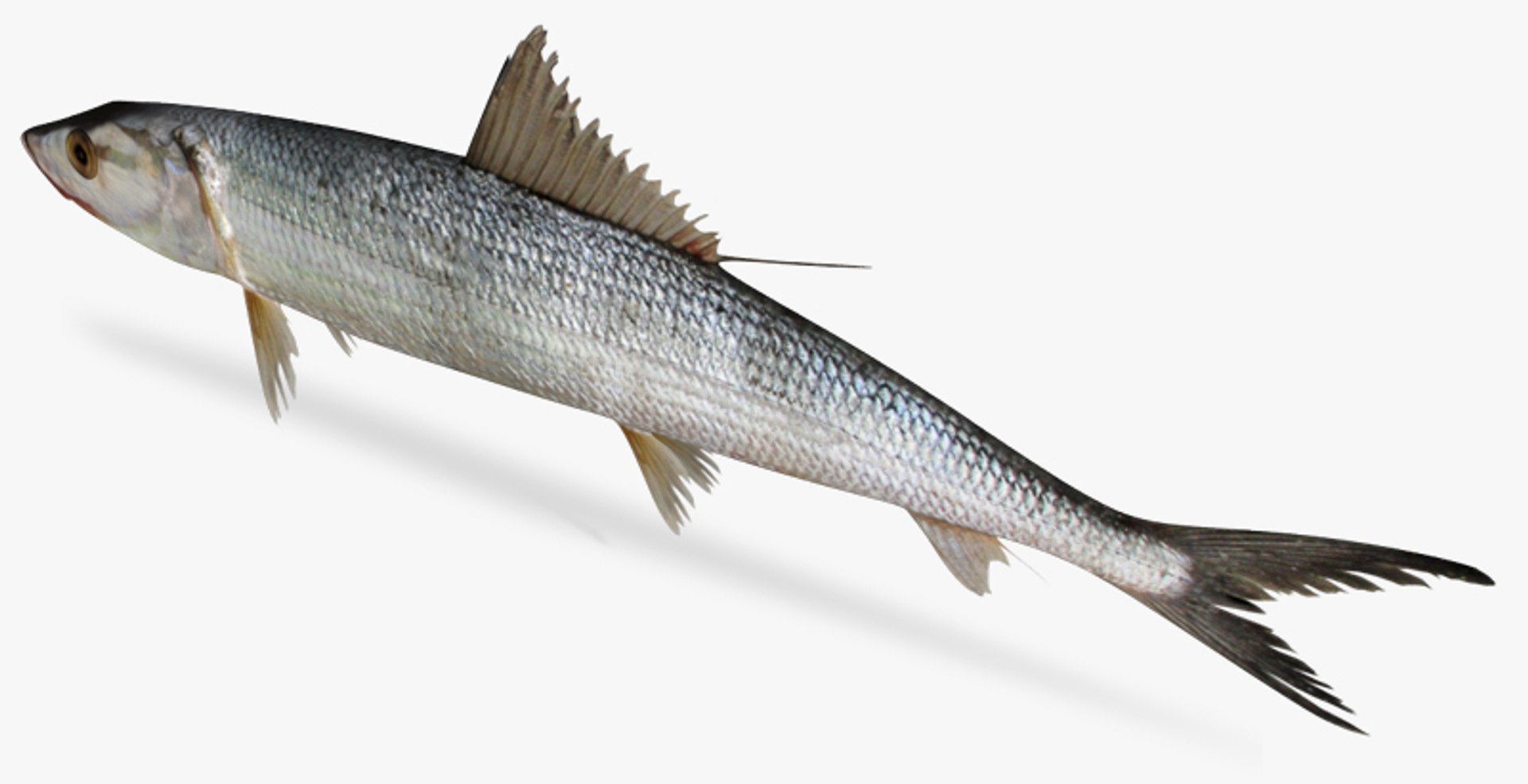 3d Model Pacific Shafted Bonefis