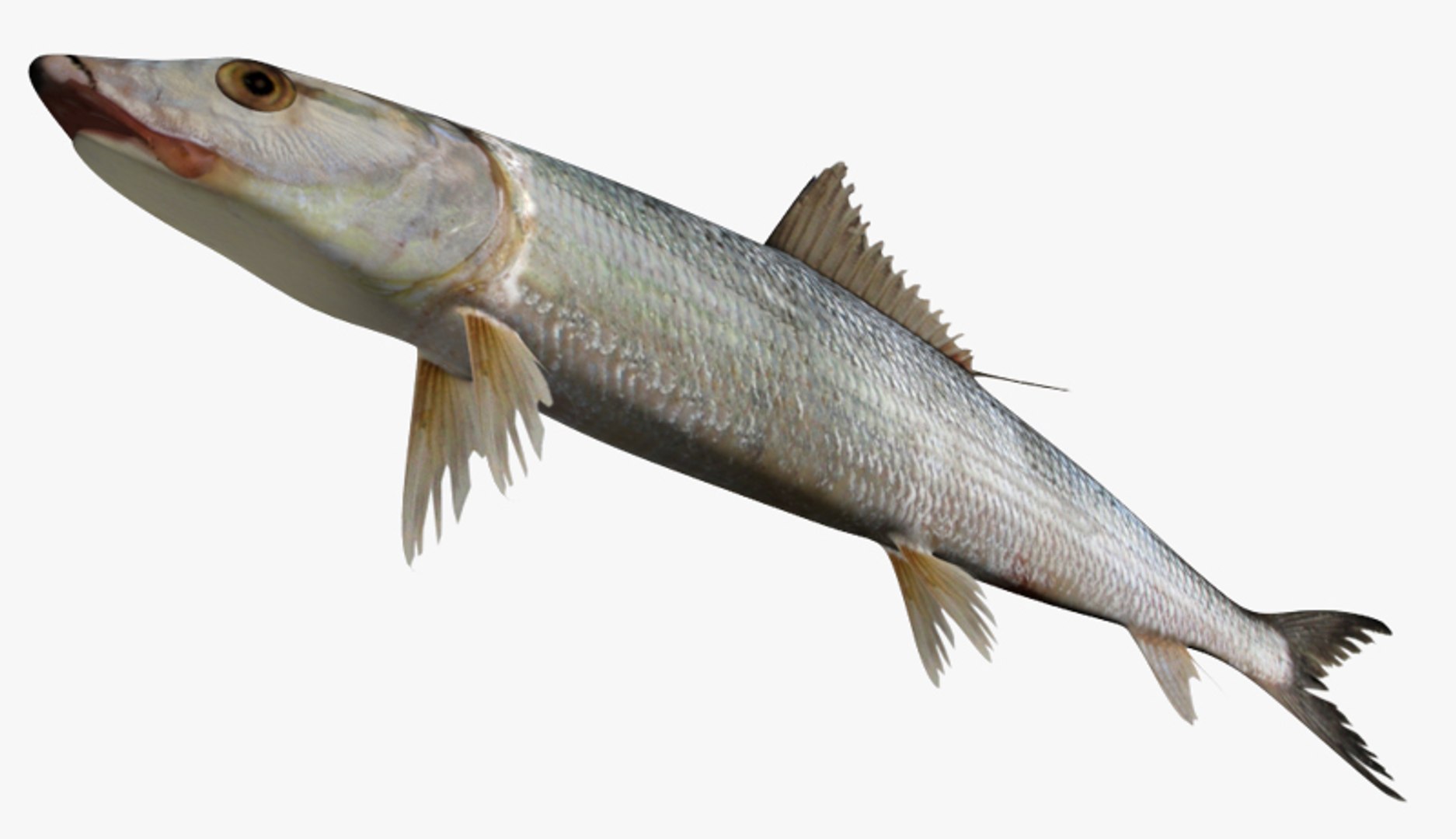 3d Model Pacific Shafted Bonefis