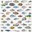 50 Fish Sea Creatures Collection V1 3D Model - TurboSquid 2557856