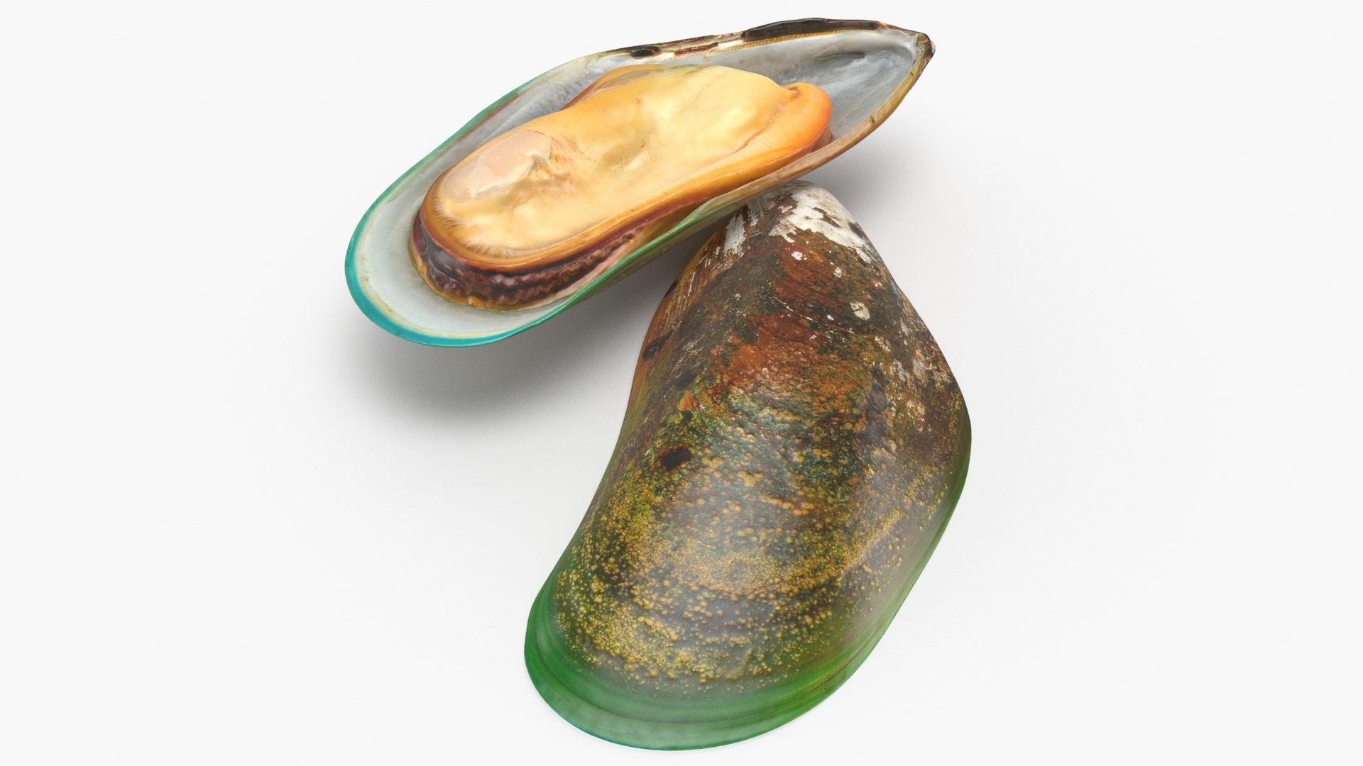 3D Green Mussel 02 - TurboSquid 2079763