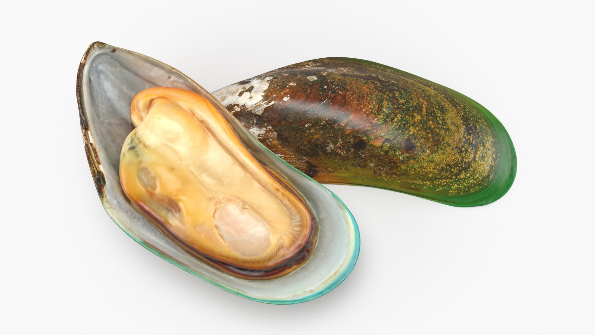 3D Green Mussel 02 - TurboSquid 2079763