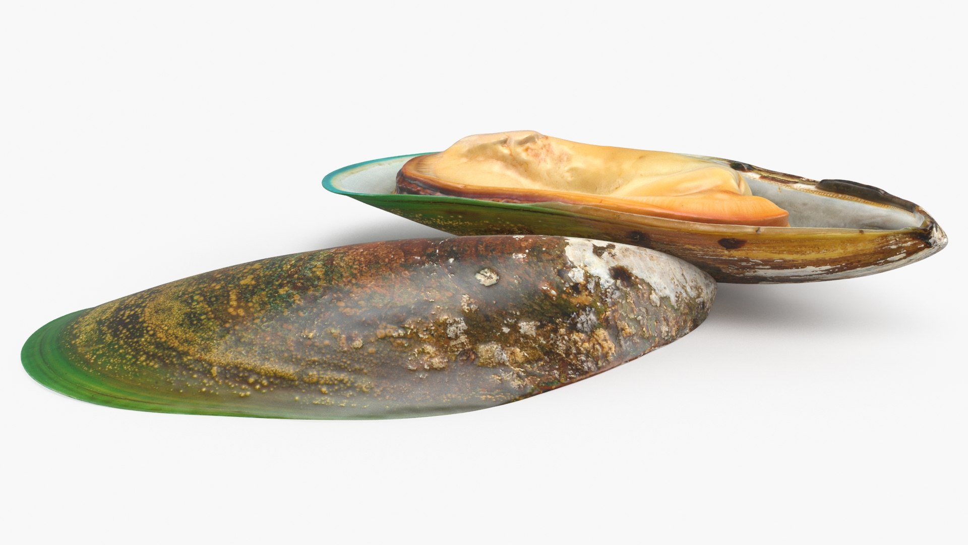 3D Green Mussel 02 - TurboSquid 2079763