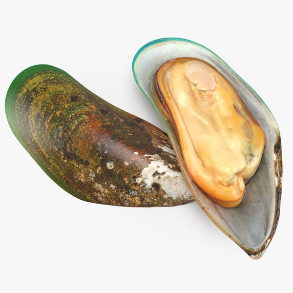Green Mussel 02 3D 모델 - TurboSquid 2079763