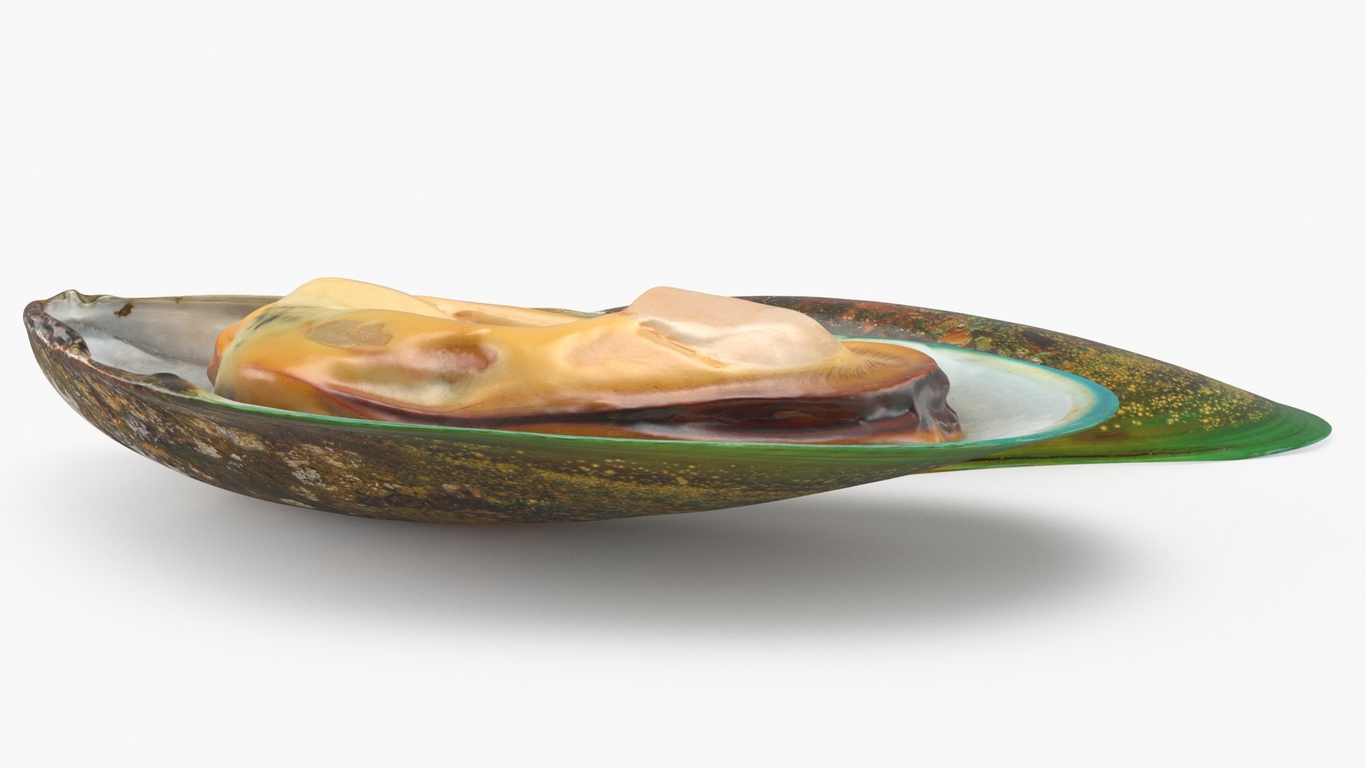 3D Green Mussel 02 - TurboSquid 2079763