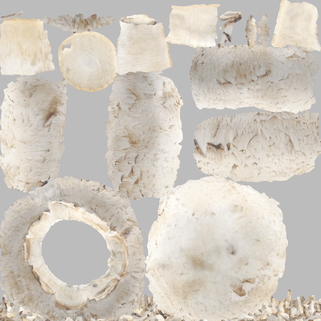 Champignon Mushroom 03 3D Model - TurboSquid 2047514
