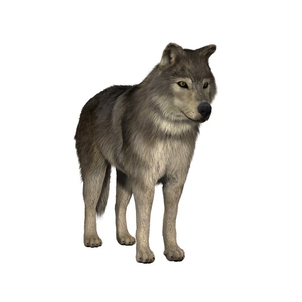 fur animation wolf 3d model