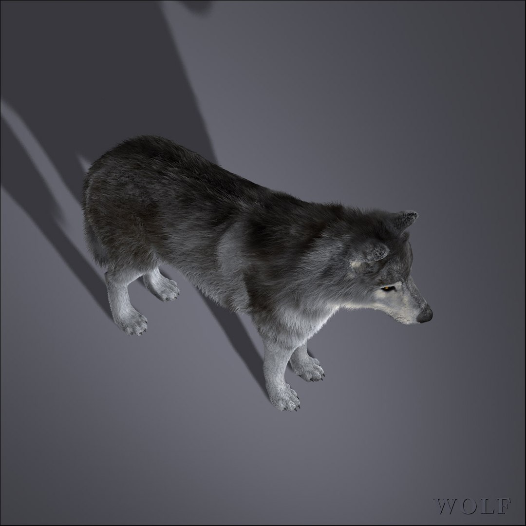 Fur Animation Wolf 3d Model