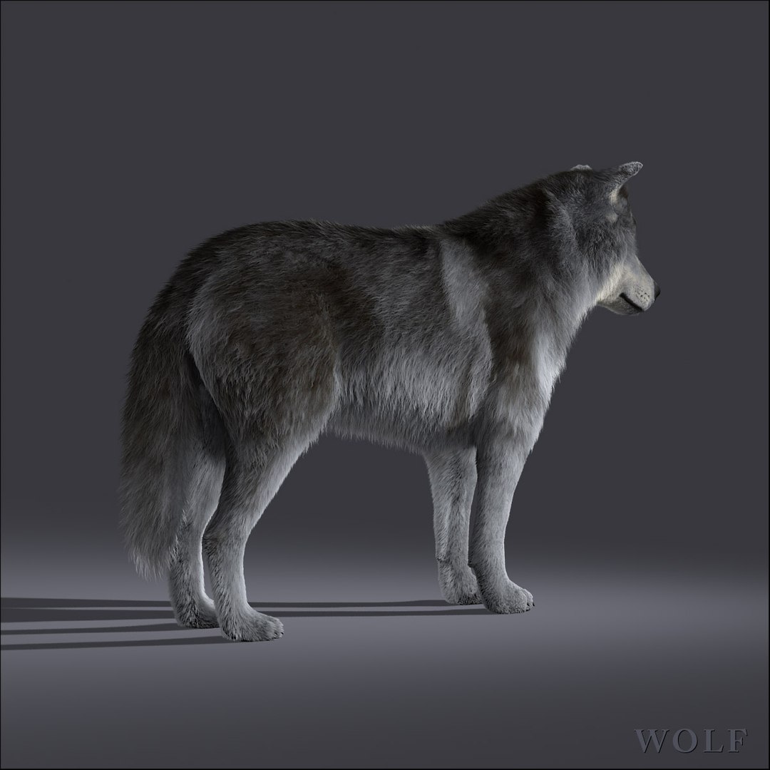 Fur Animation Wolf 3d Model