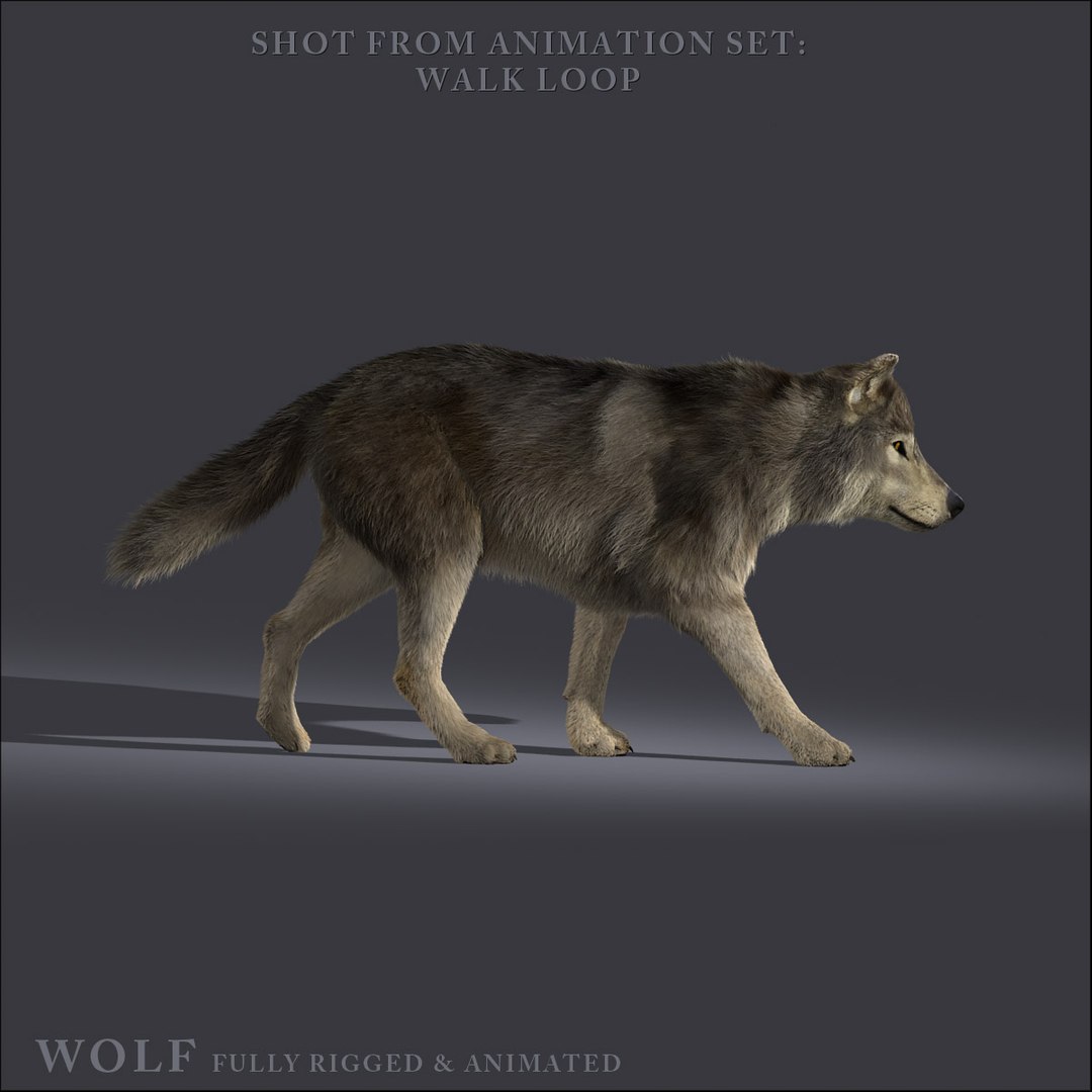 Fur Animation Wolf 3d Model