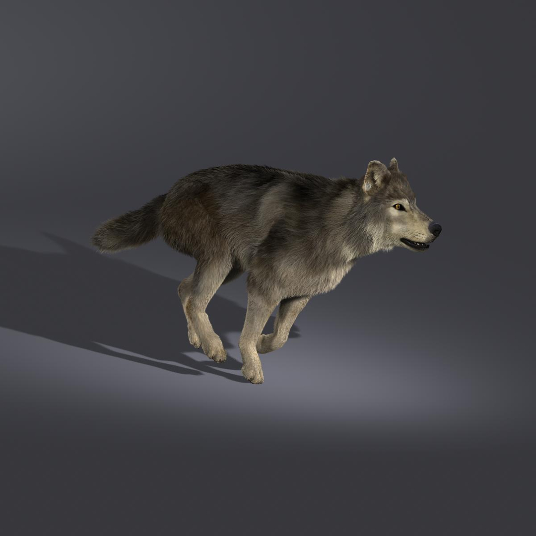 Fur Animation Wolf 3d Model